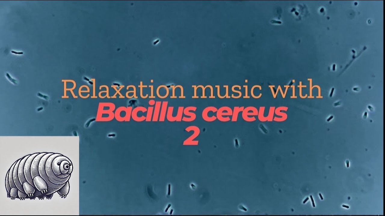 Meditation with Bacillus cereus 2 - YouTube