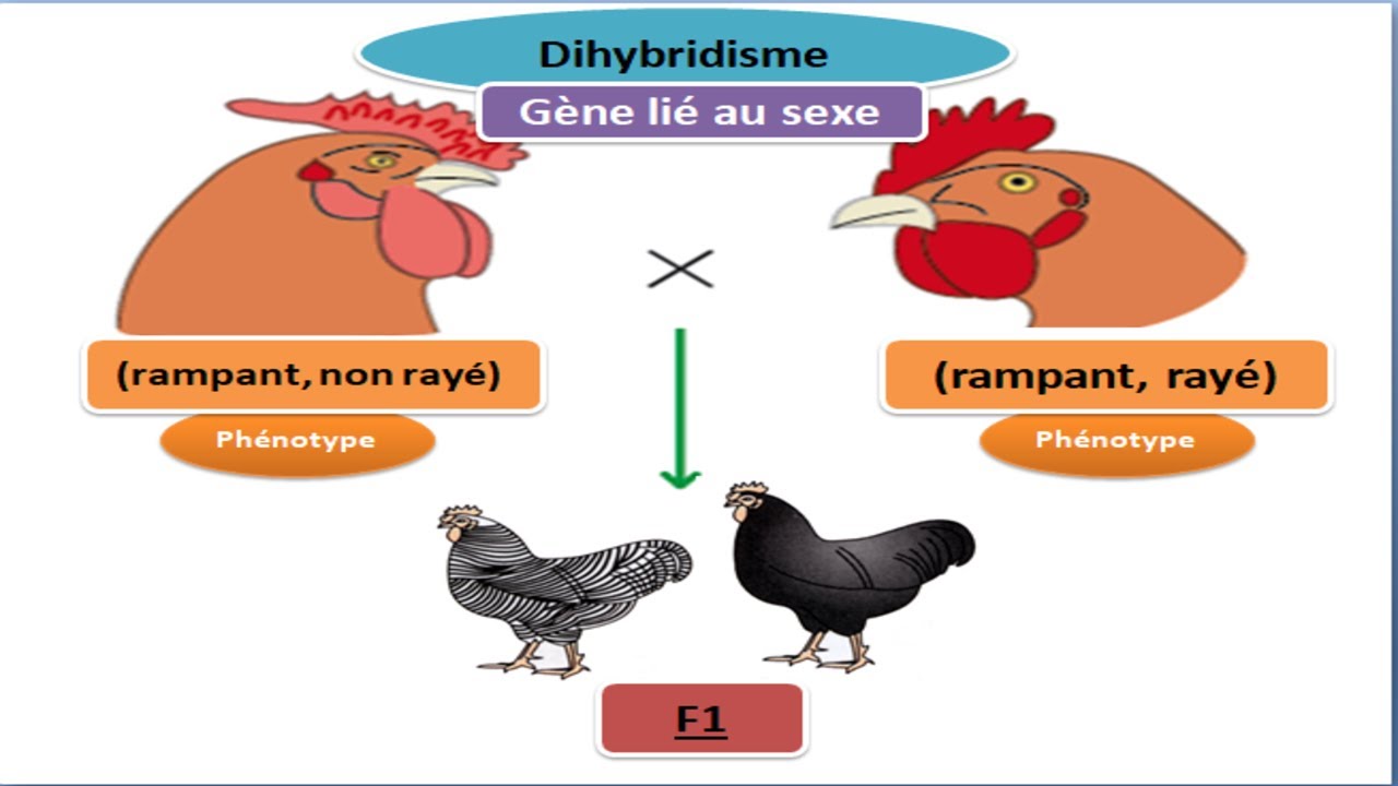 Dérive Génétique Model Diploïde – CYUL
