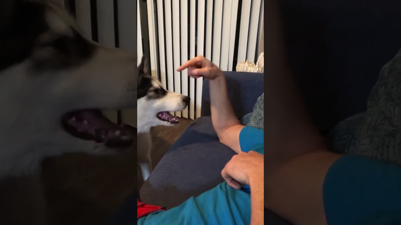 BEST DOG ARGUING VIDEO - Malamute puppy wants to debate about biting ...