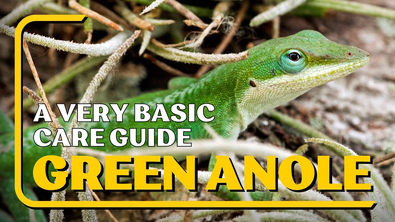 A Very Basic Care Guide - Green Anole - YouTube
