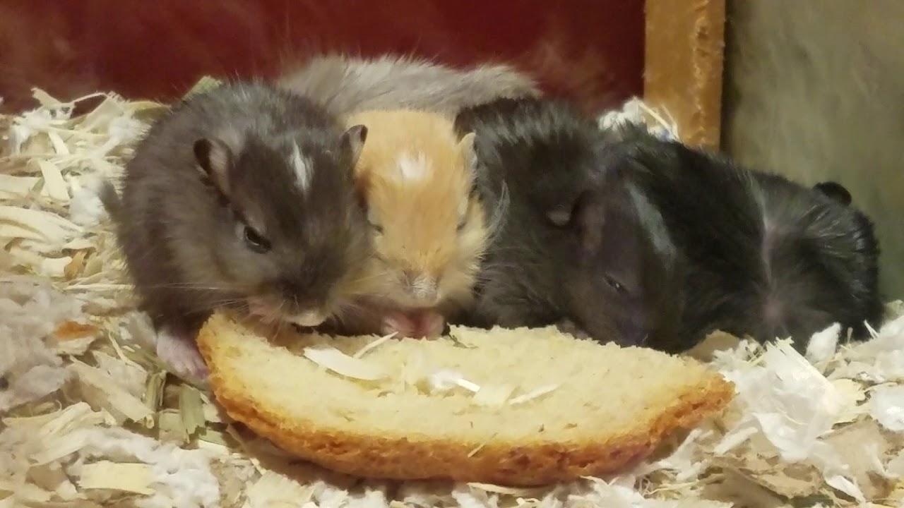 Gerbils eating homemade bread - YouTube