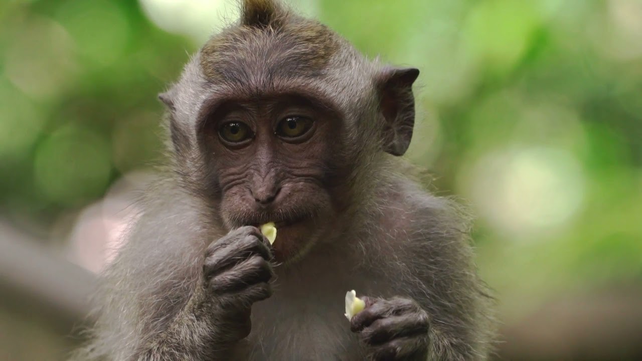 macaquinhos engraçados-Macacos Engraçados #1 prepare-se para rir muito ...