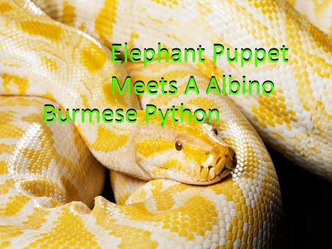 Elephant Puppet Meets An Albino Burmese Python - YouTube