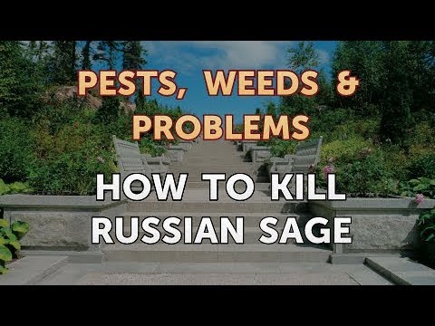 How to Kill Russian Sage