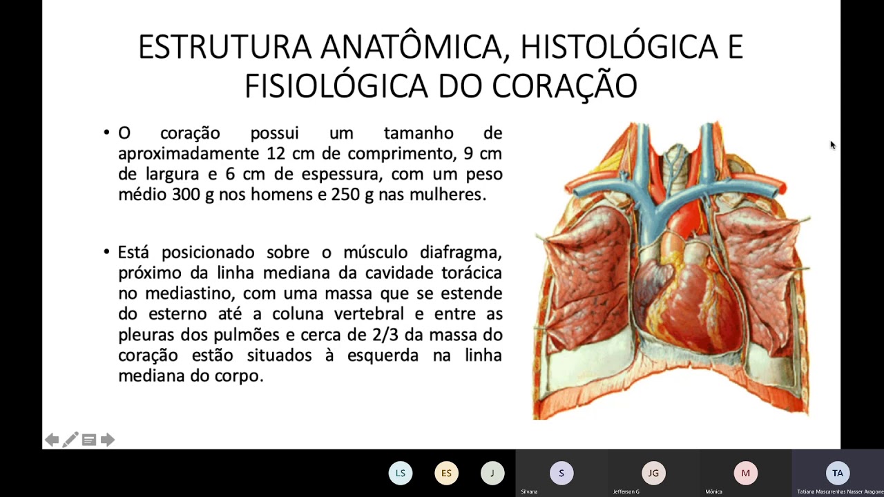 Ciências Morfofuncionais Dos Sistemas Nervoso E Cardiorrespiratório 04