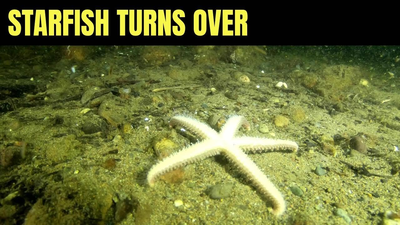 Starfish Turning Over | Salish Sea Marine Wildlife - YouTube