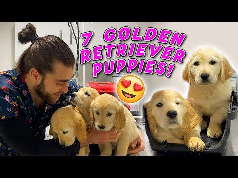 7 TANE GOLDEN YAVRUSU GELDİ! 😍 ( Golden Retriever Yavruları ) #TheVet