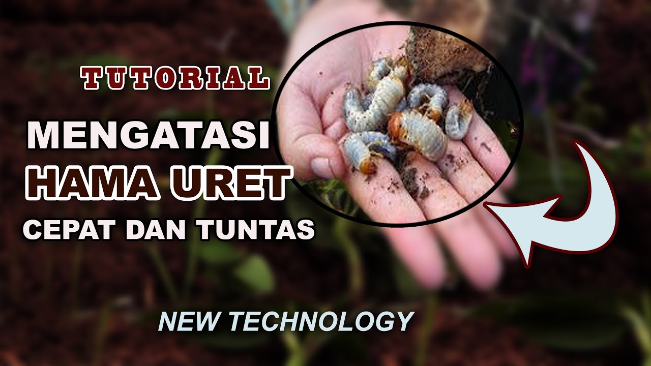 TUTORIAL Mengatasi Hama Uret dengan cepat dan tuntas pd tanaman jagung ...