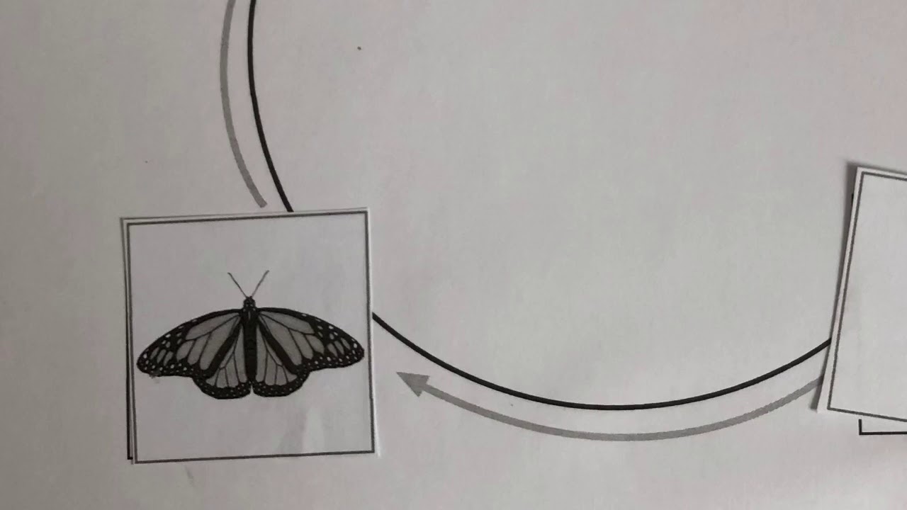 Our Butterfly Cycle Journey - YouTube