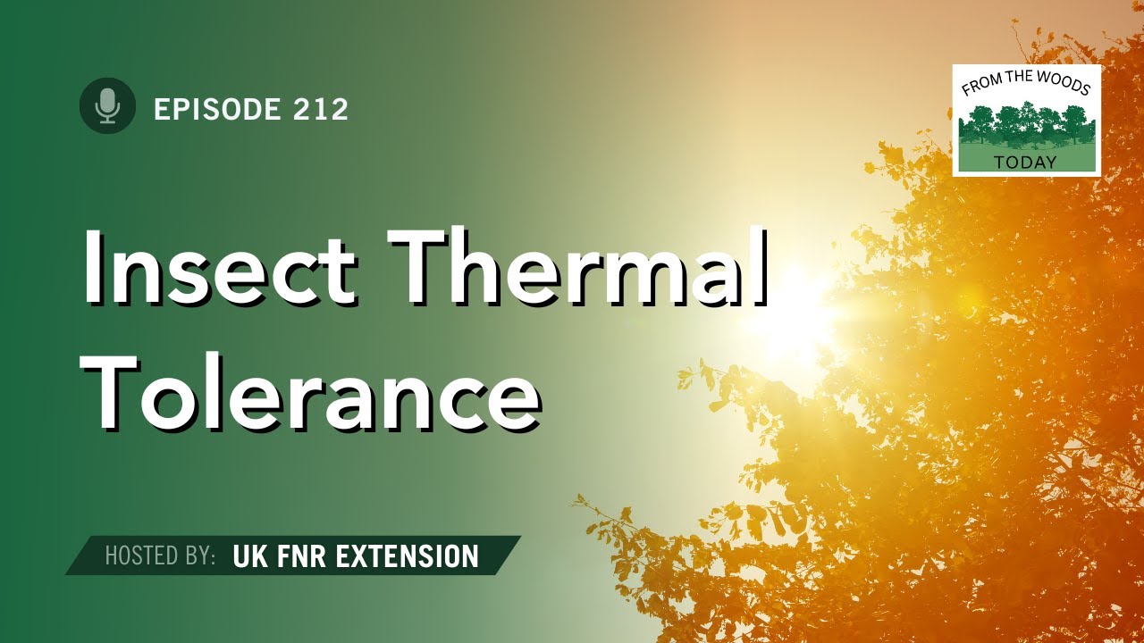 Thermal Tolerance of Insects - From the Woods Today - Episode 212 - YouTube