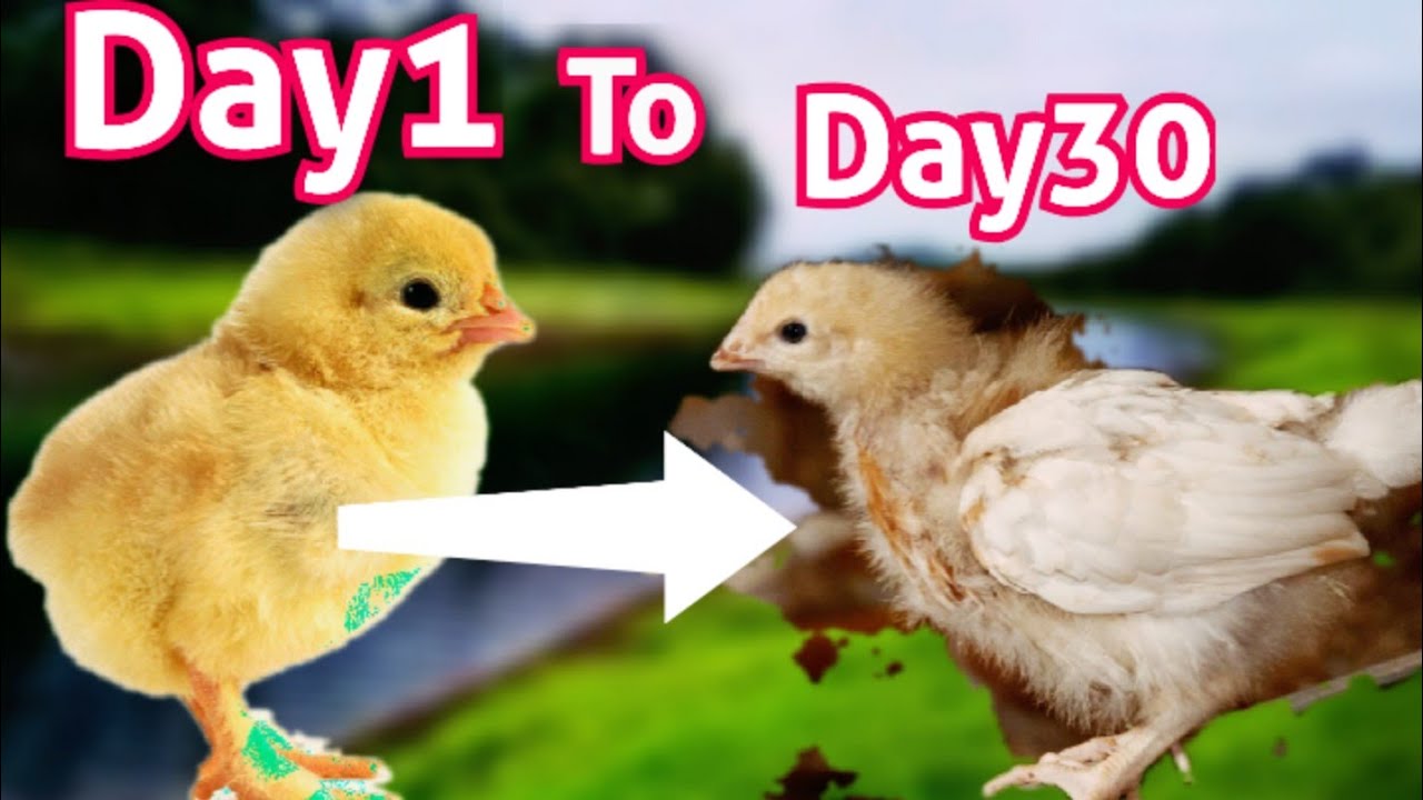 Transformation of baby chicks | Layers farming. - YouTube