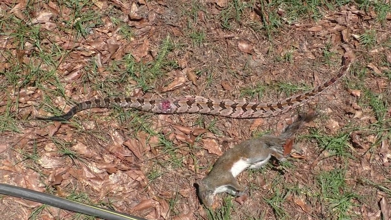 dead squirrel=dead rattlesnake - YouTube