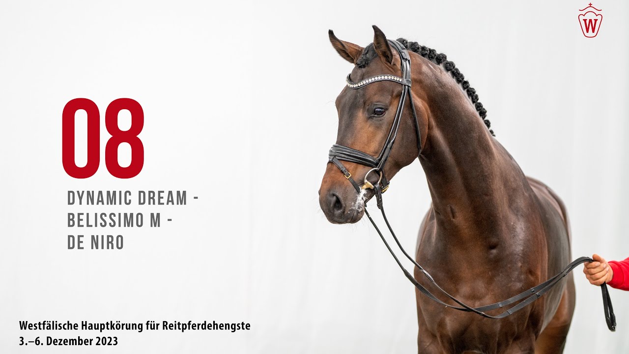 Hauptkörung 2023 Reitpferde Katnr. 08 Dynamic Dream - Belissimo M - De ...