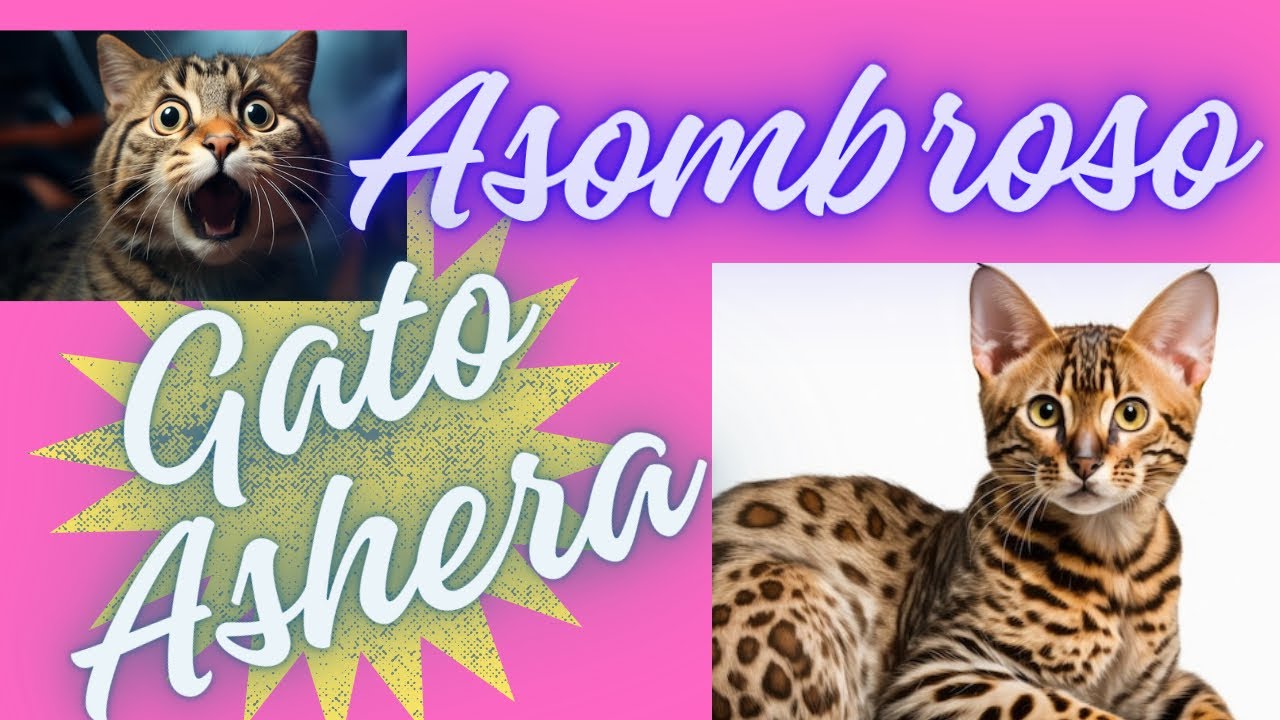 Sabías de la existencia de Ashera? - YouTube