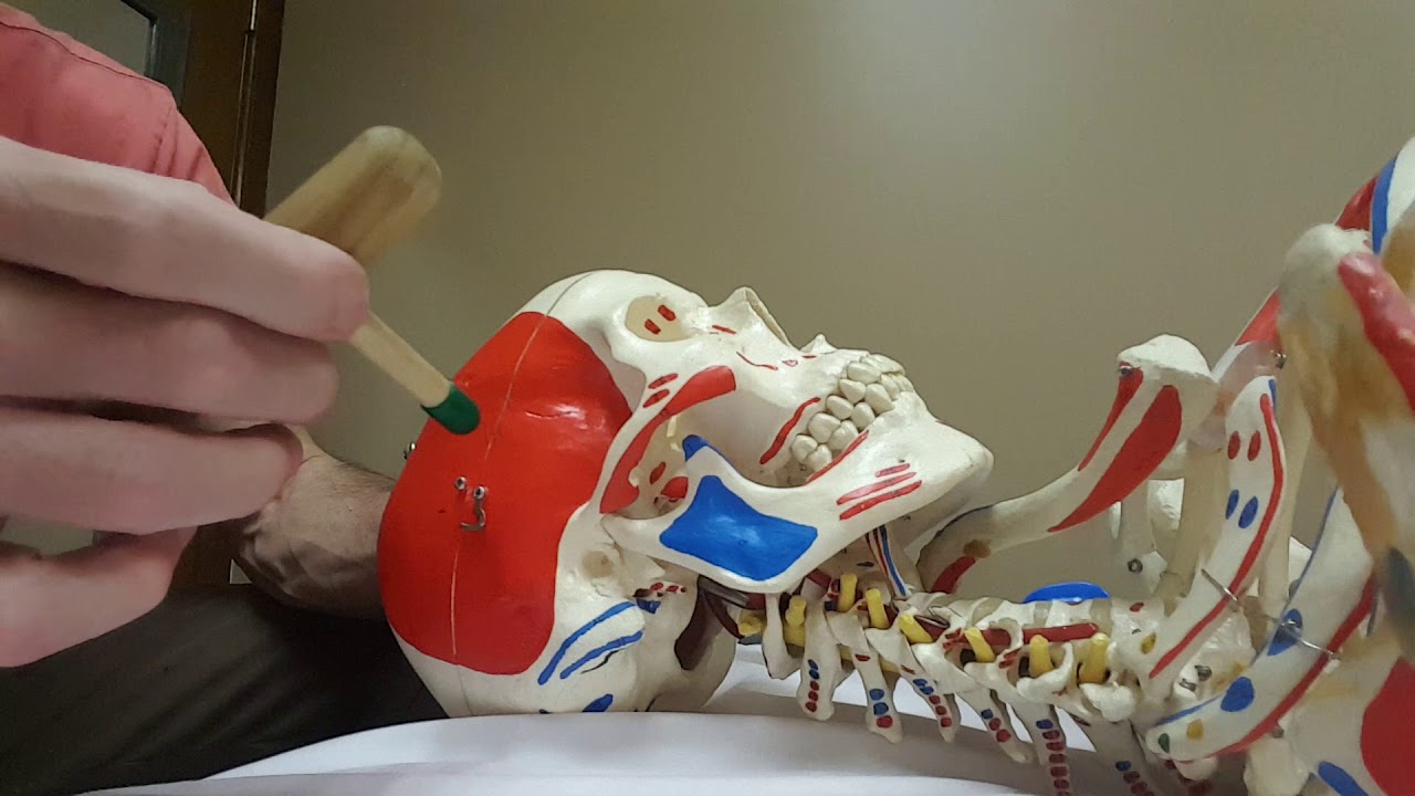 Massage Hand-Saving Techniques for Cranial Work and Cervical Traction ...