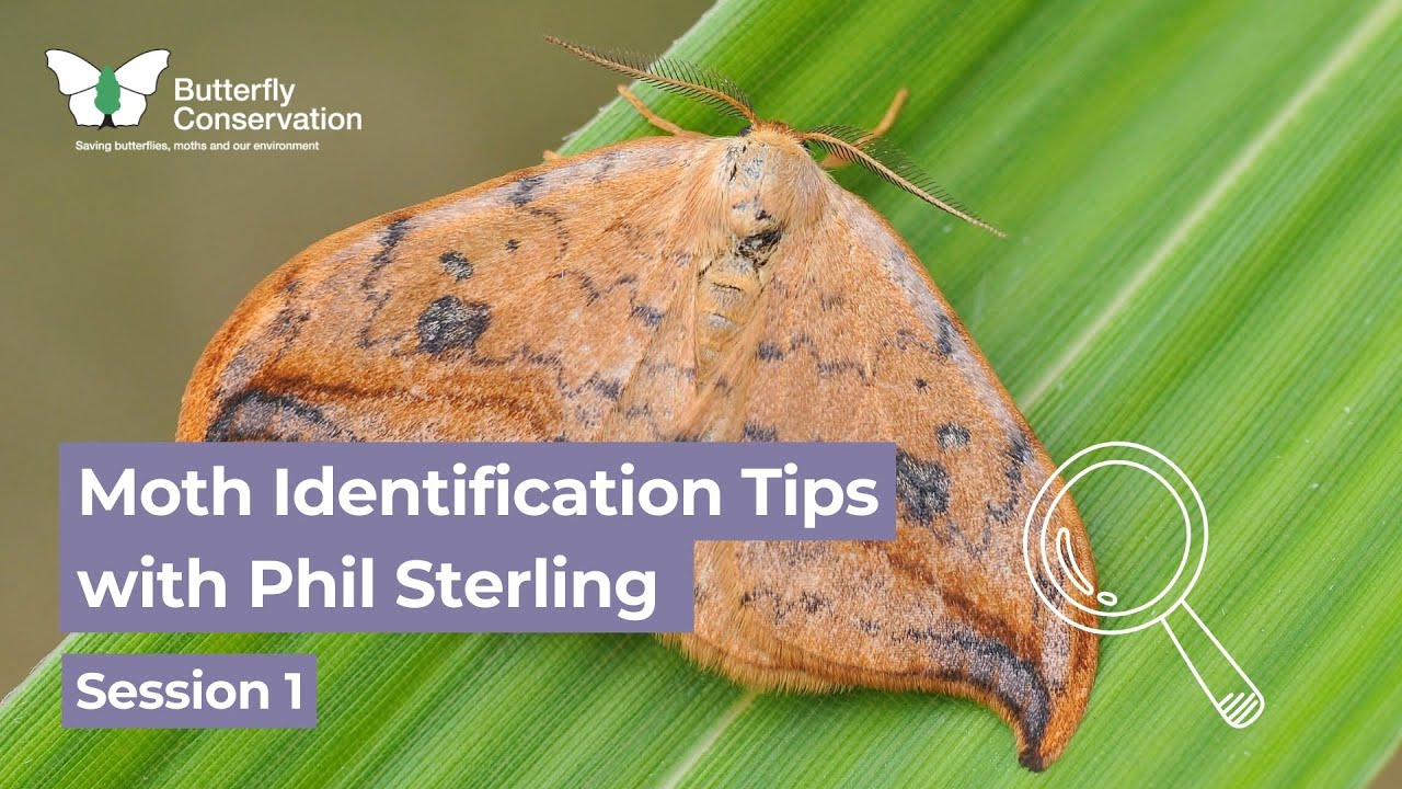 Moth Identification Tips with Phil Sterling: Session 1 - YouTube