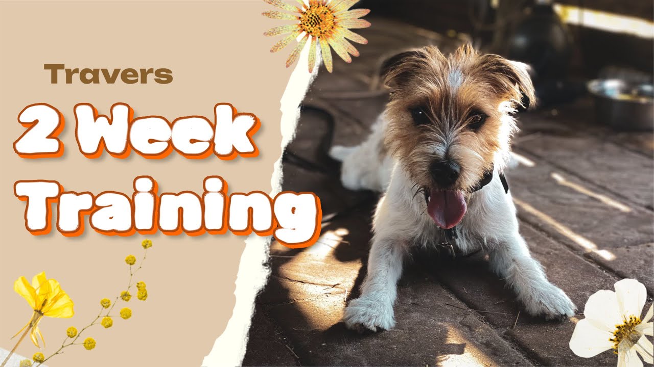 Travers | 8mo Jack Russell | Terrier Offleash! - YouTube