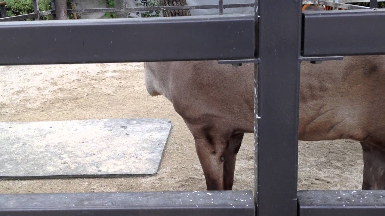 Tapirs sound like kazoos - YouTube