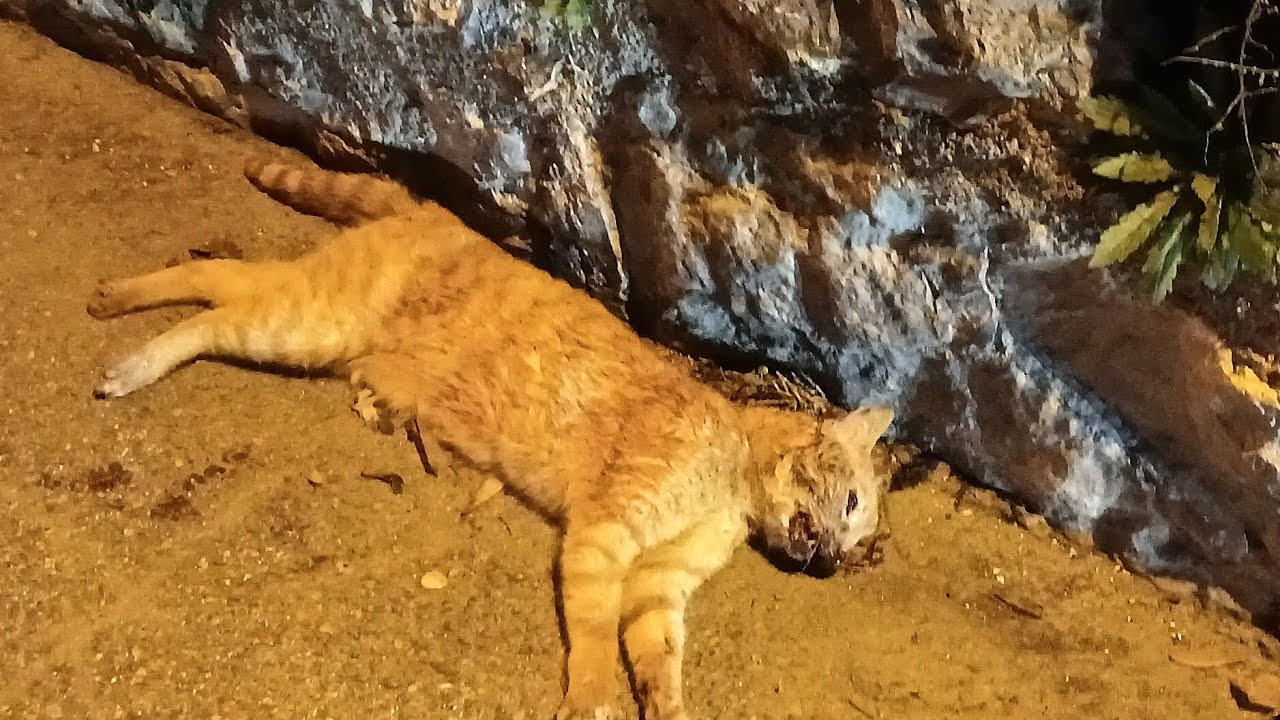 GATTO SCHIACCIATO DA UN AUTO SULLA GARDESANA - YouTube