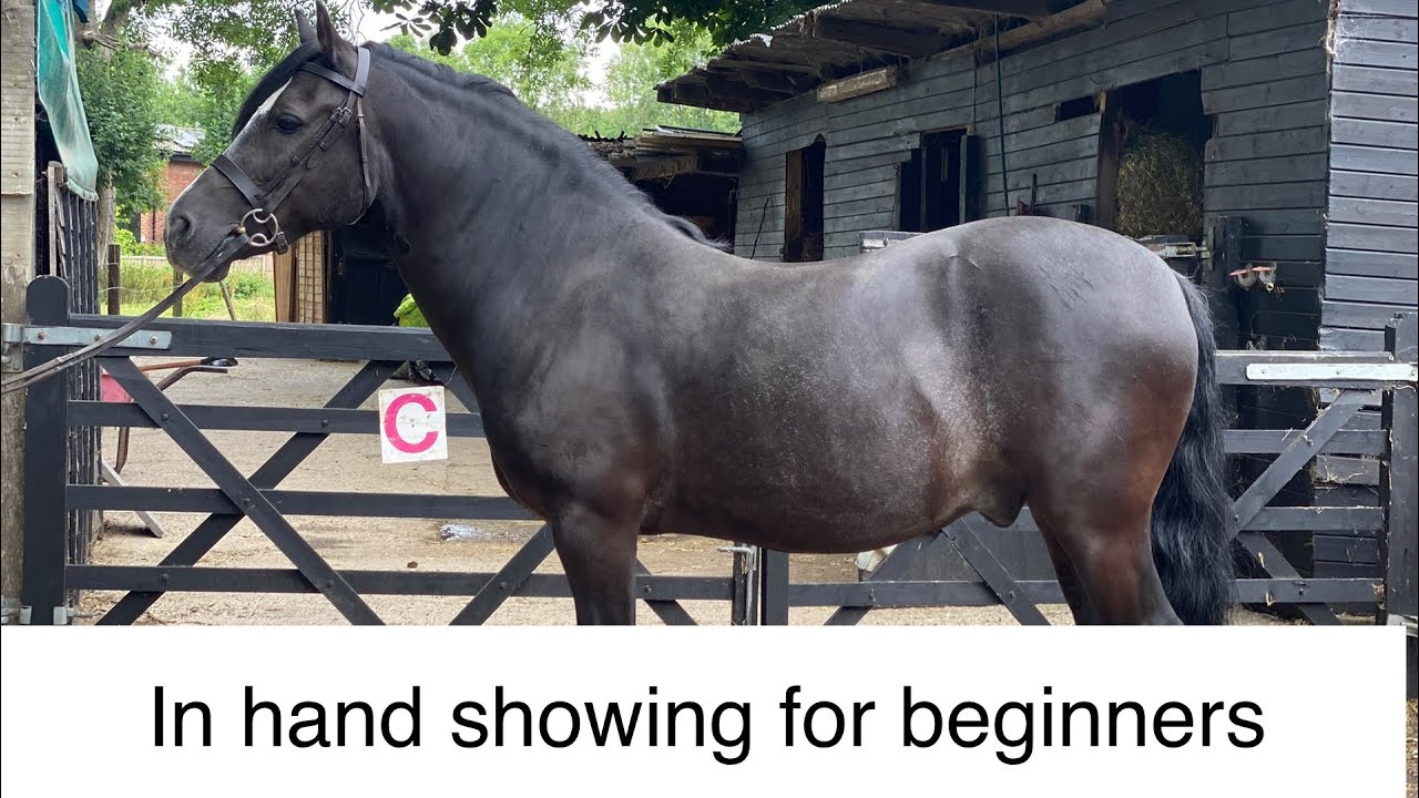How to show your horse in hand, in hand showing for beginners | Karen ...