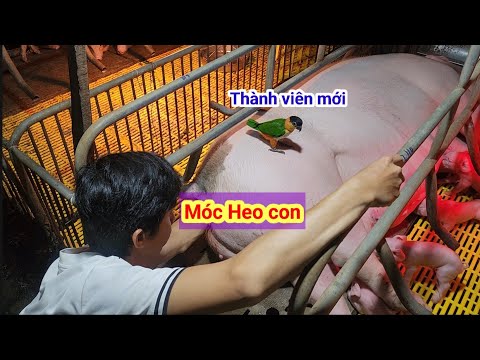 Thành viên mới canh heo đẻ tối nay
