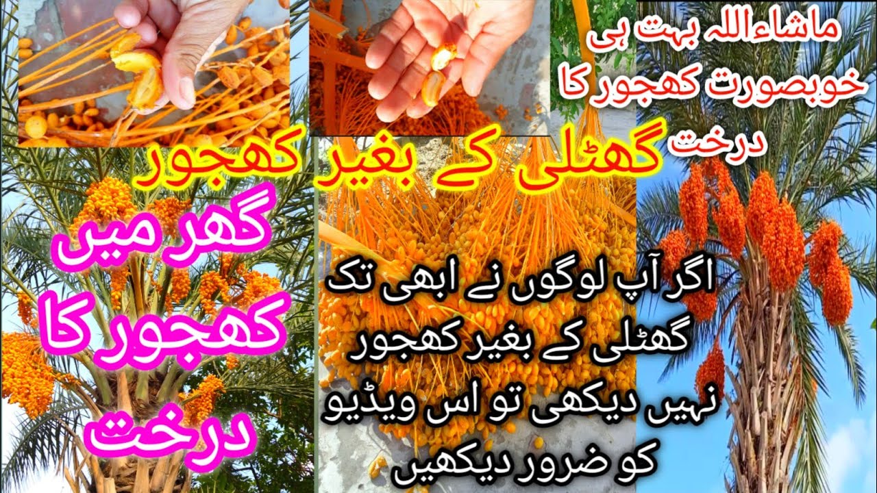 How to make khajoor tree fruit| date palm fruit| At My home tree ...