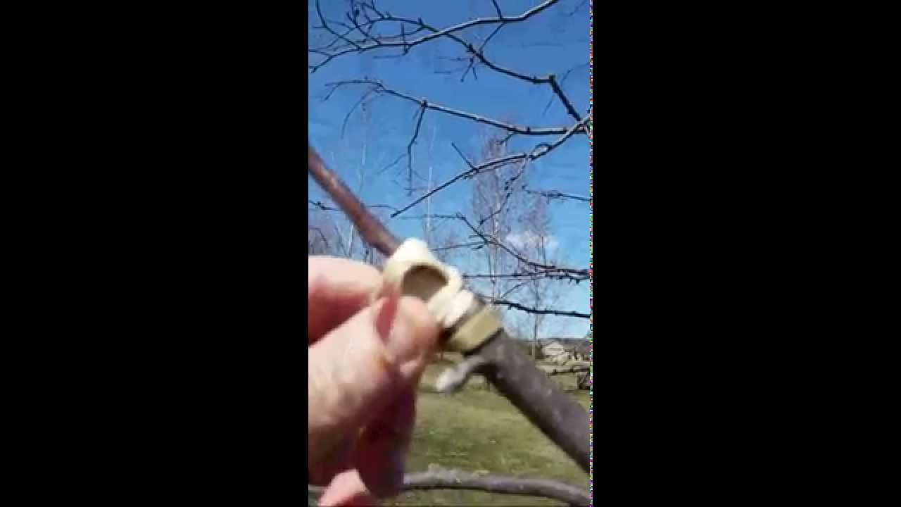How to Do A Cleft Graft - YouTube