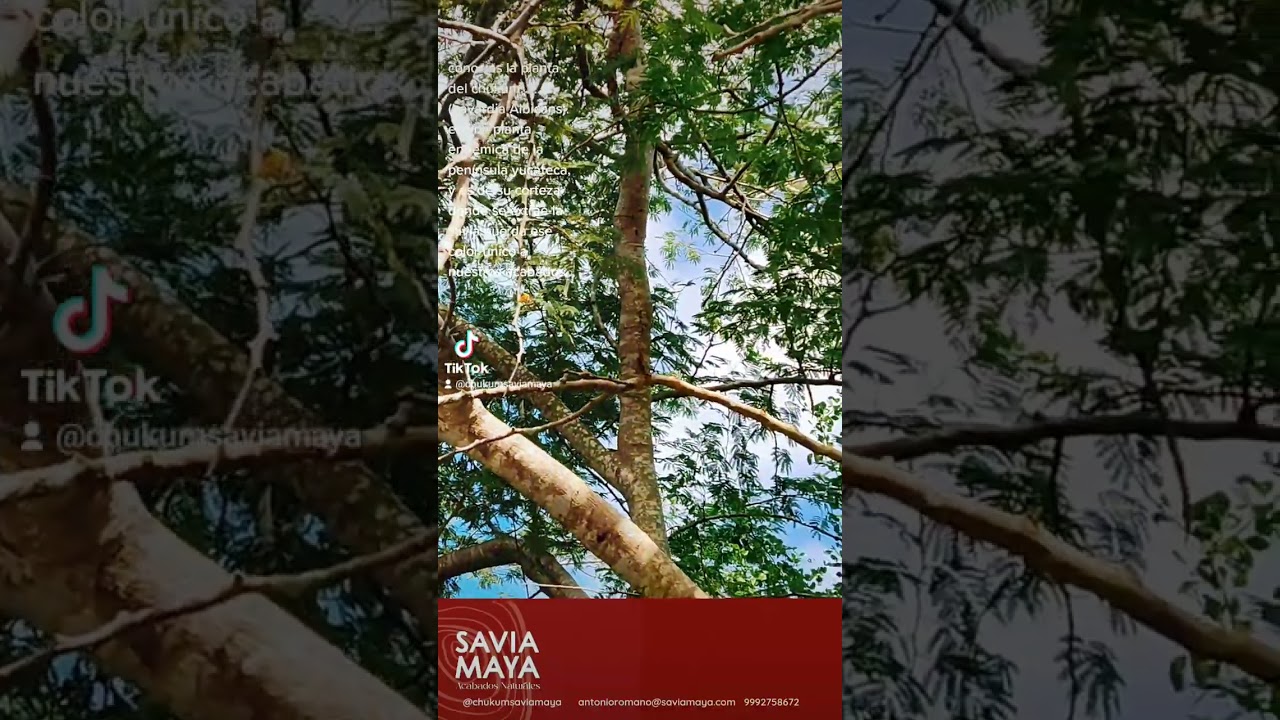 conoces la planta de chukum. - YouTube