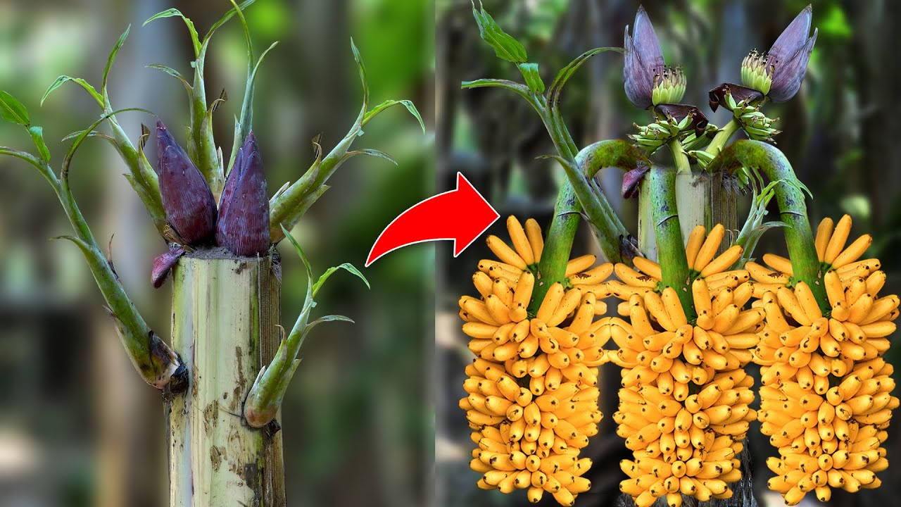 Great technique : Let's do a new technique of grafting banana flowers ...