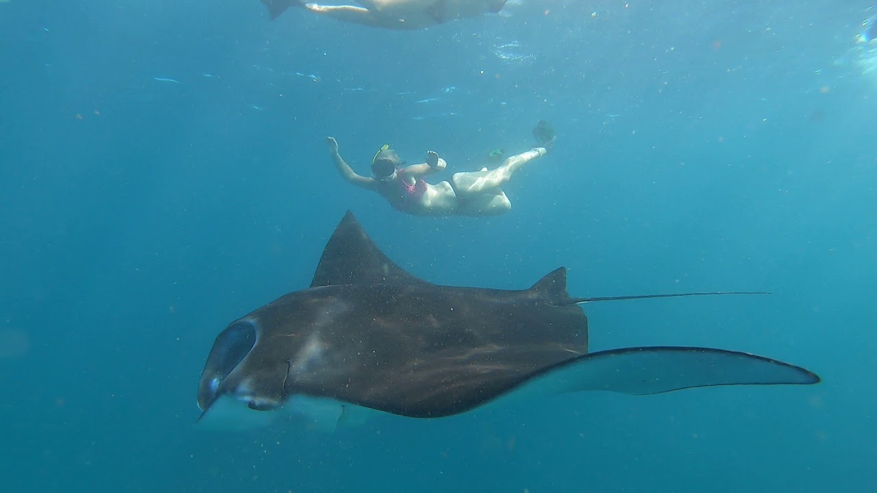 Swim with manta ray in lembongan - YouTube