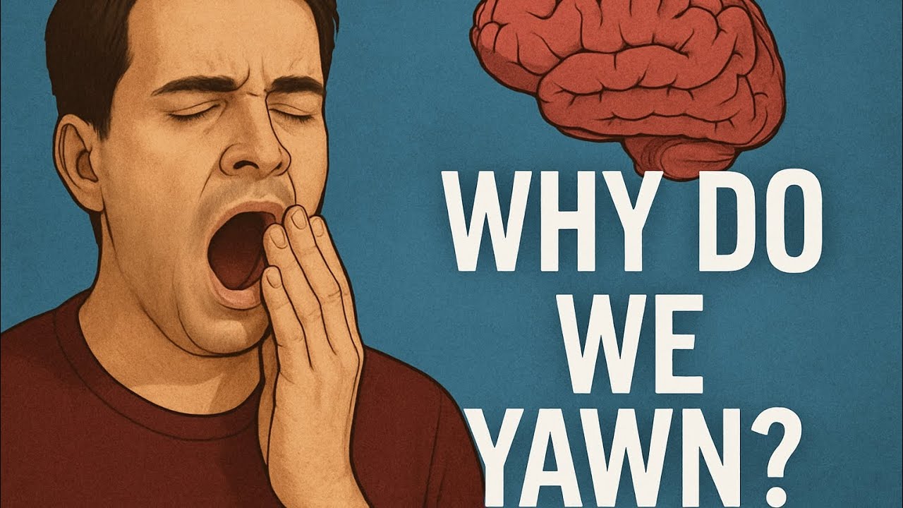 || Why do we yawn ? | By AXL Tales || - YouTube