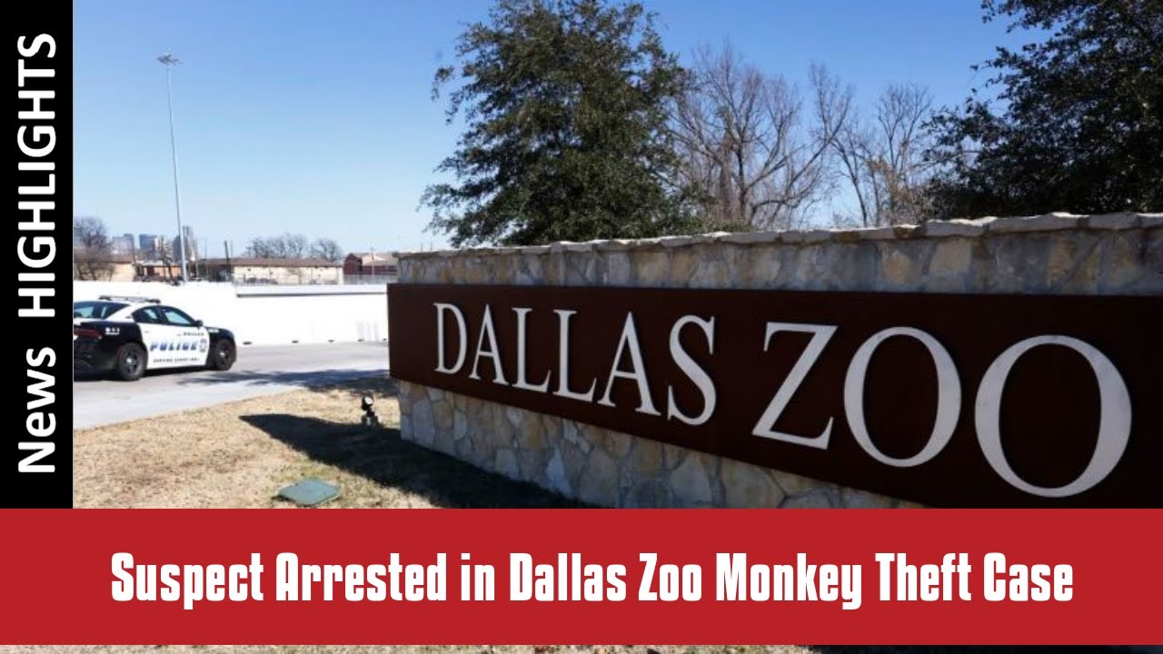 Suspect Arrested in Dallas Zoo Monkey Theft Case - YouTube