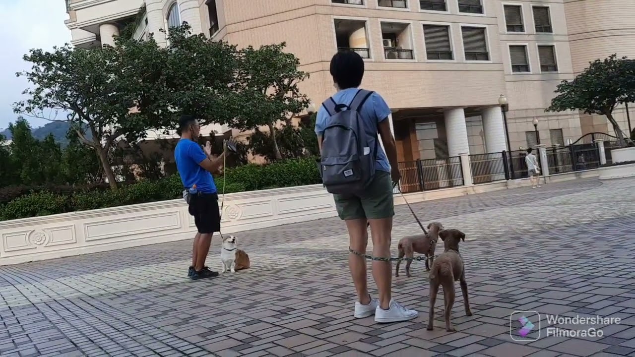 Training the dog & Walking the dog @Jade - YouTube