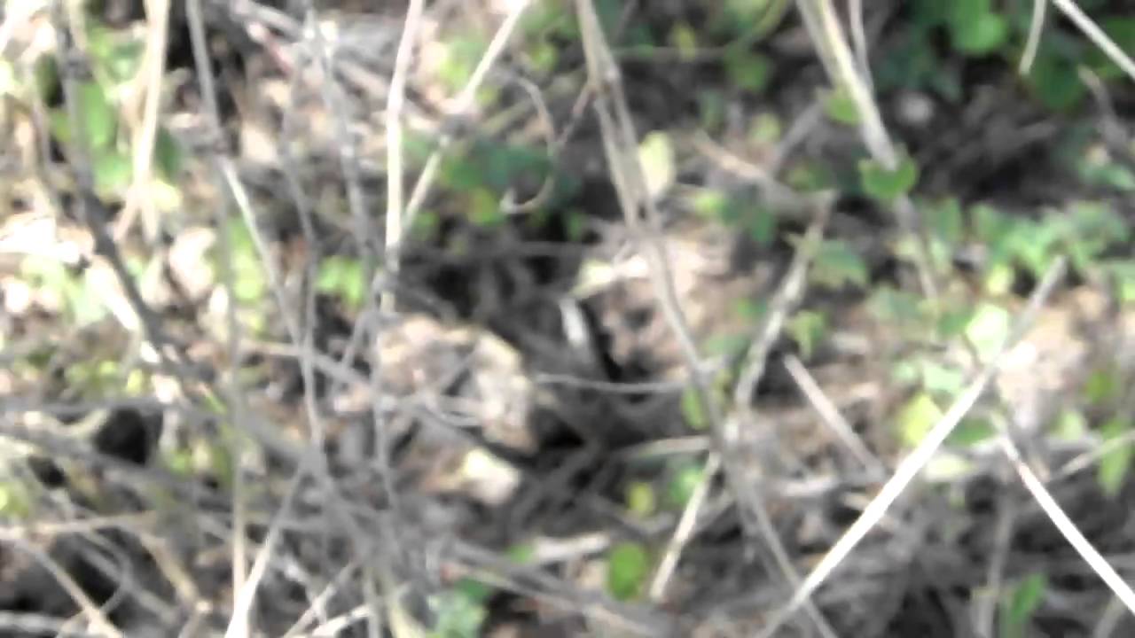 Atajacaminos Chico Caprimulgus parvulus - YouTube