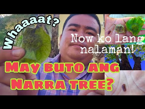 MAY SEEDS O BUTO BA ANG NARRA TREE? - YouTube