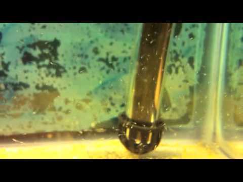 Sleeper Banded Dragon Goby Fry Day 1 - YouTube