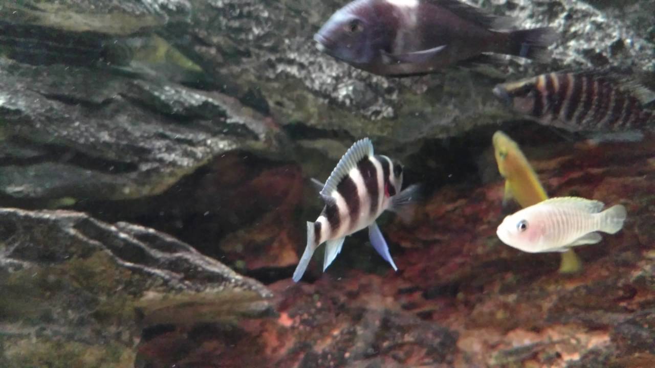 Tanganyika tank on ultra HD 4k - YouTube