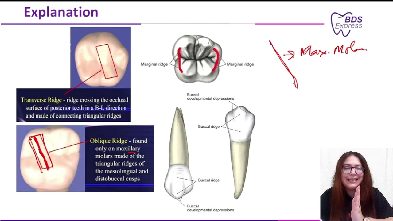 Marginal Ridges Incisors: Definition, Shape, Function | Kenhub