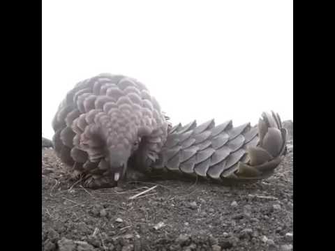 Rare animal எறும்பு தின்னி - YouTube