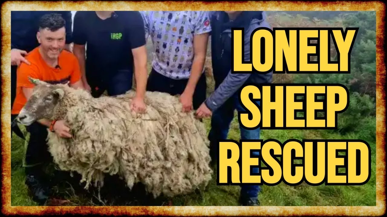 Timeline Cleanse: Sheep RESCUED After Years of Being Stranded - YouTube