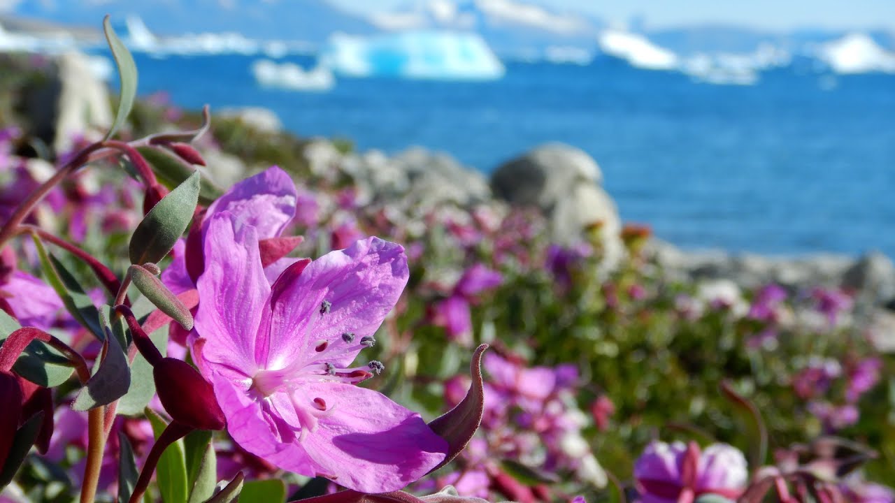 Glimpses of Greenland - Summer Flowers, Plants and Lichens - East ...