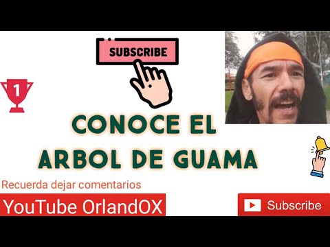 Conoce el árbol de GUAMA FRUTA EN FORMA DE VAINA QUE TIENE PEPAS ...