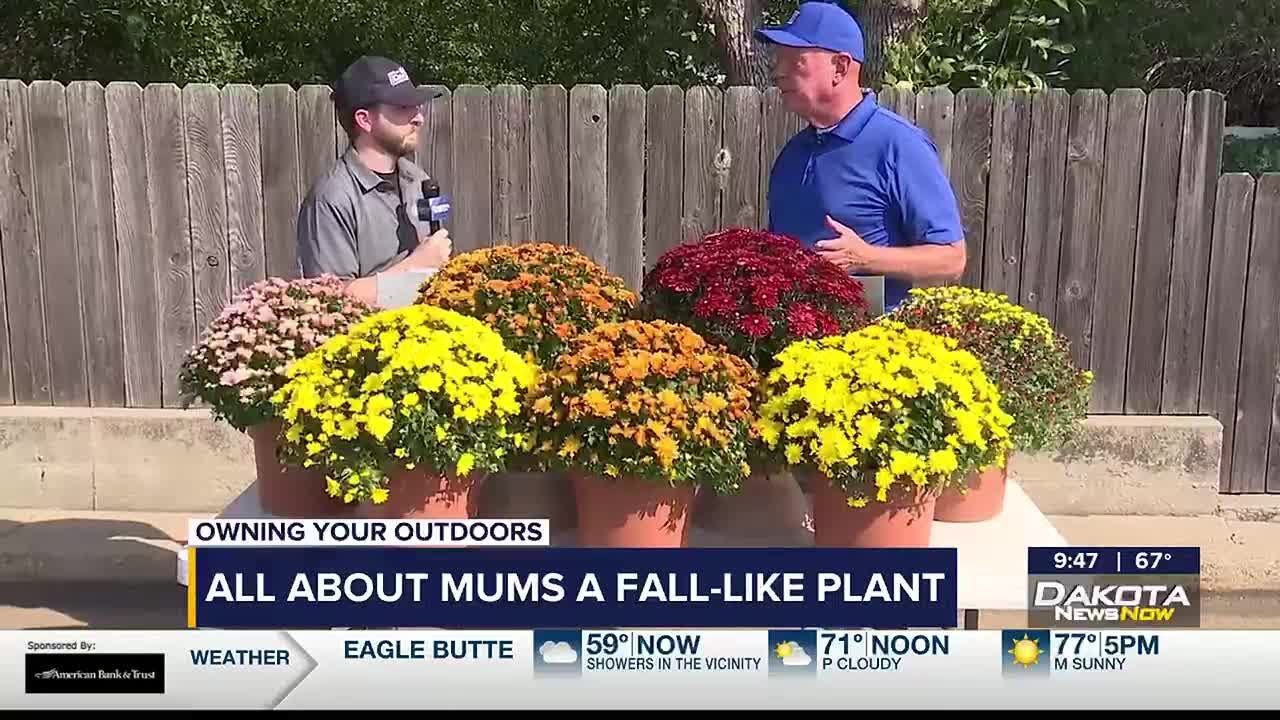 Owning Your Outdoors: All about 'mums - YouTube