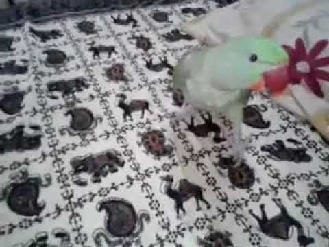 Funny and annoying parrot - YouTube