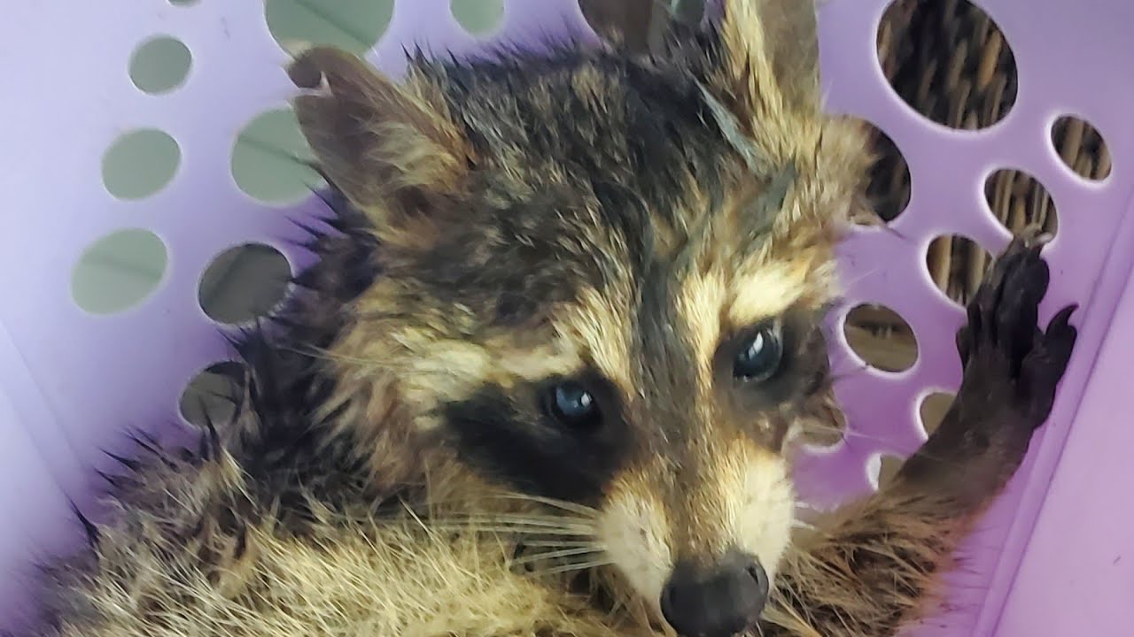 Rescued Raccoon Pt. 1 - YouTube