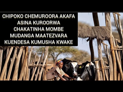 CHIPOKO CHEMUROORA AKAFA ASINA KUROORWA CHAKATINHA MOMBE MUDANGA ...
