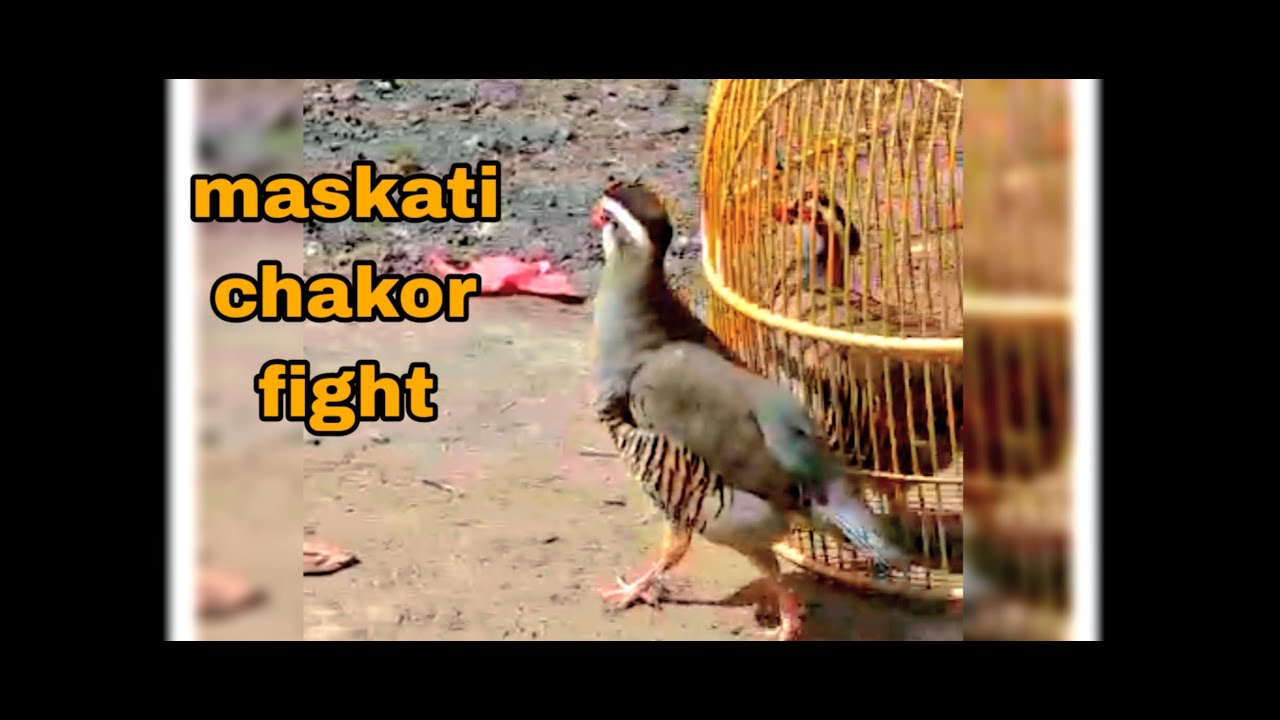 Maskati chakor bird/ maskati chakor fight / chukar patridge/ alectoris ...
