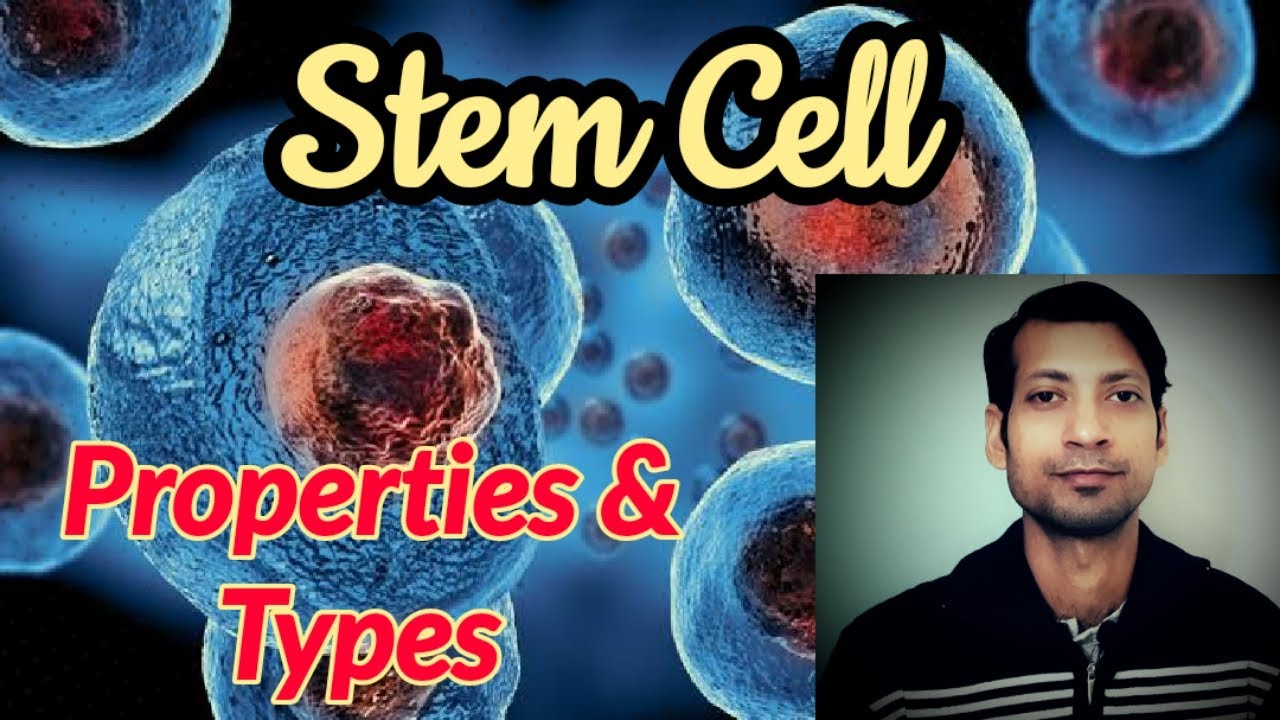 Stem Cell: Properties & Types | Stem Cell Potency | Induced Pluripotent Stem Cell - YouTube