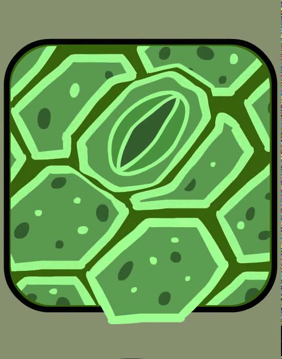 Photosynthesis Animation - YouTube