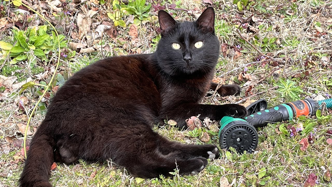 My Cat Likes To Play With Unusual Objects - YouTube